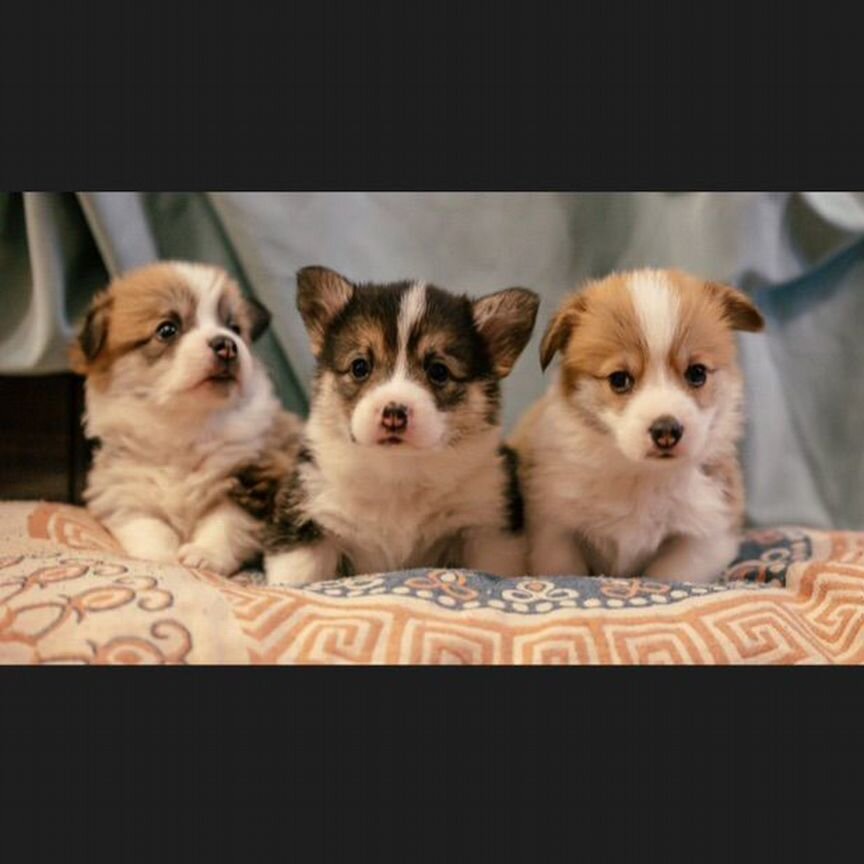 Вельш Корги Пемброк, щенок