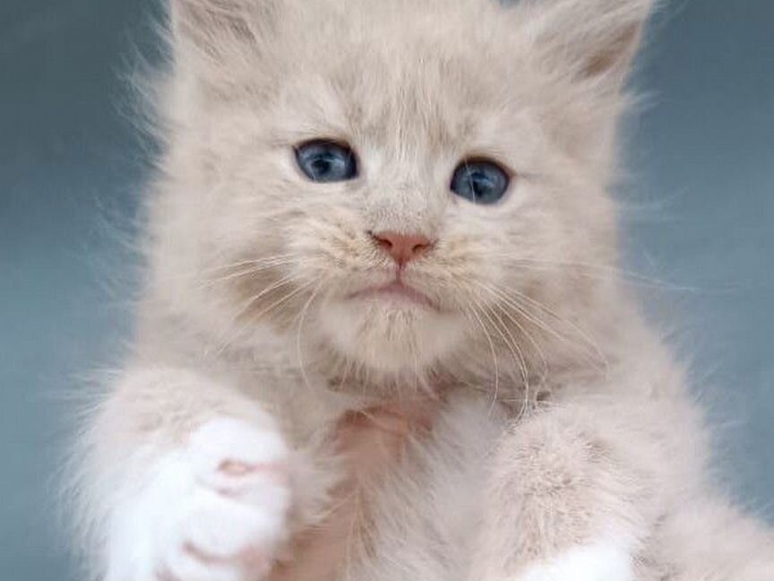 Мейн-кун мальчик