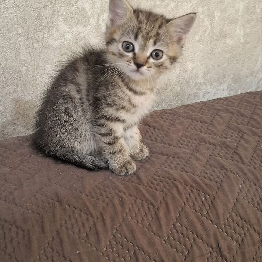 Шотландская