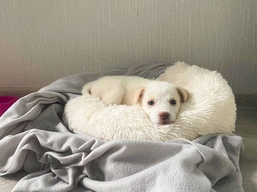 Щенок в добрые руки