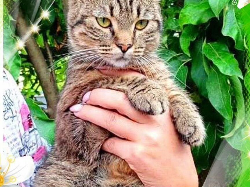Кошечка в добрые руки