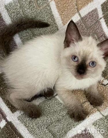 Котята от британской кошки