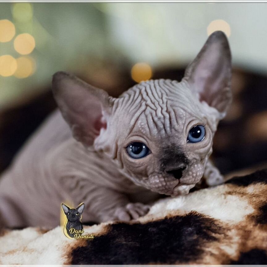 Канадский сфинкс котёнок
