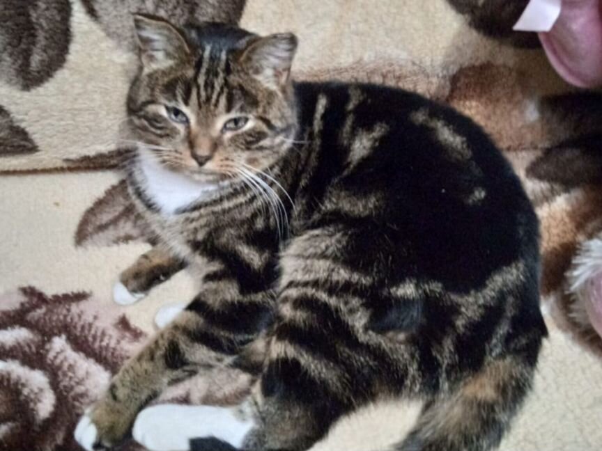 Кошечка метис британской