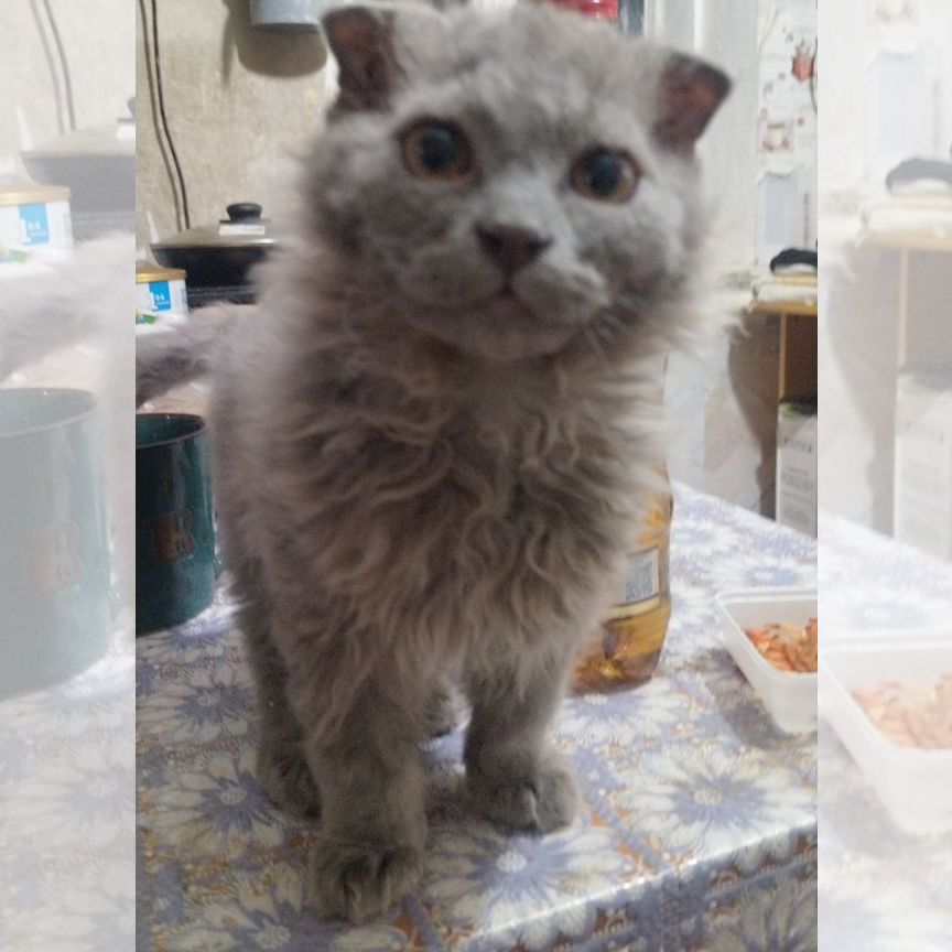 Котик 2 месяца