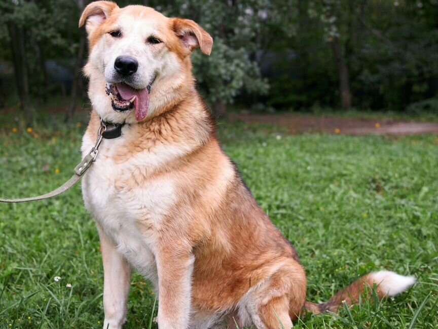 Плюшевый медвежонок в поисках дома