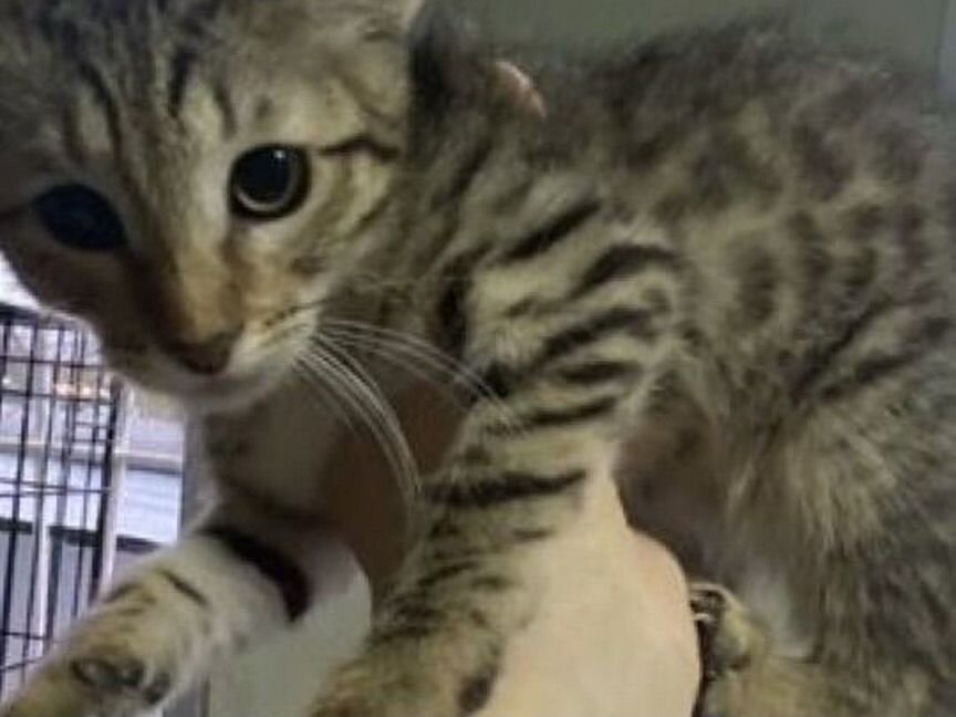 Котенок девочка ищет дом