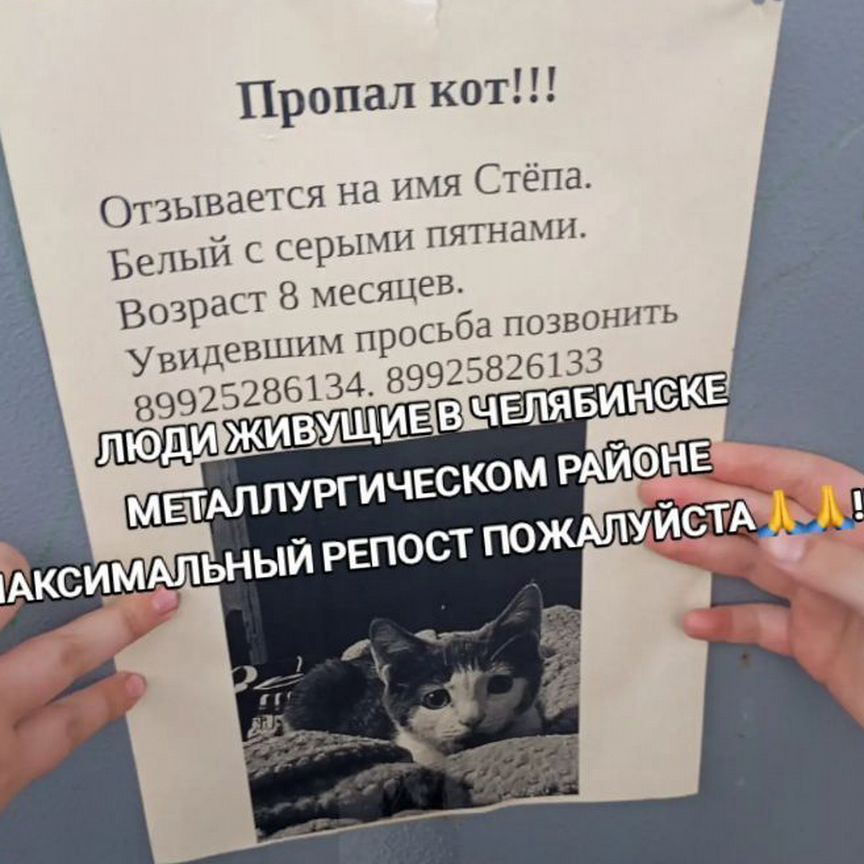 Помогите найти кота