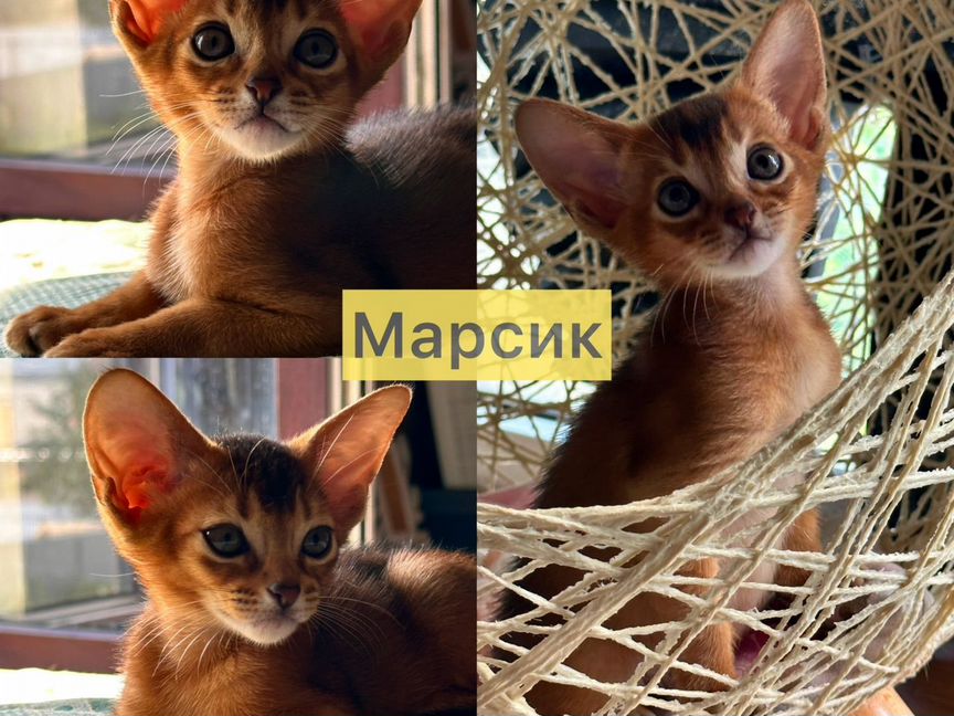 Абиссинский котенок Марсик из Леофар