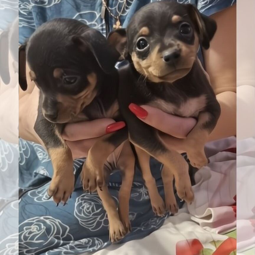 Русский той-терьер, щенок