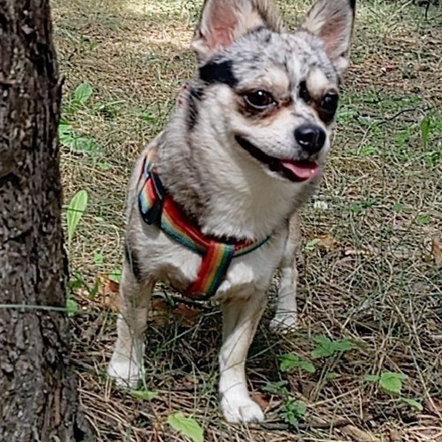 Чихуахуа, взрослый пёс