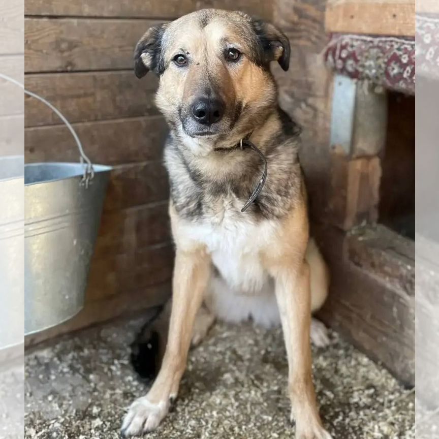 Взрослая собака в добрые руки