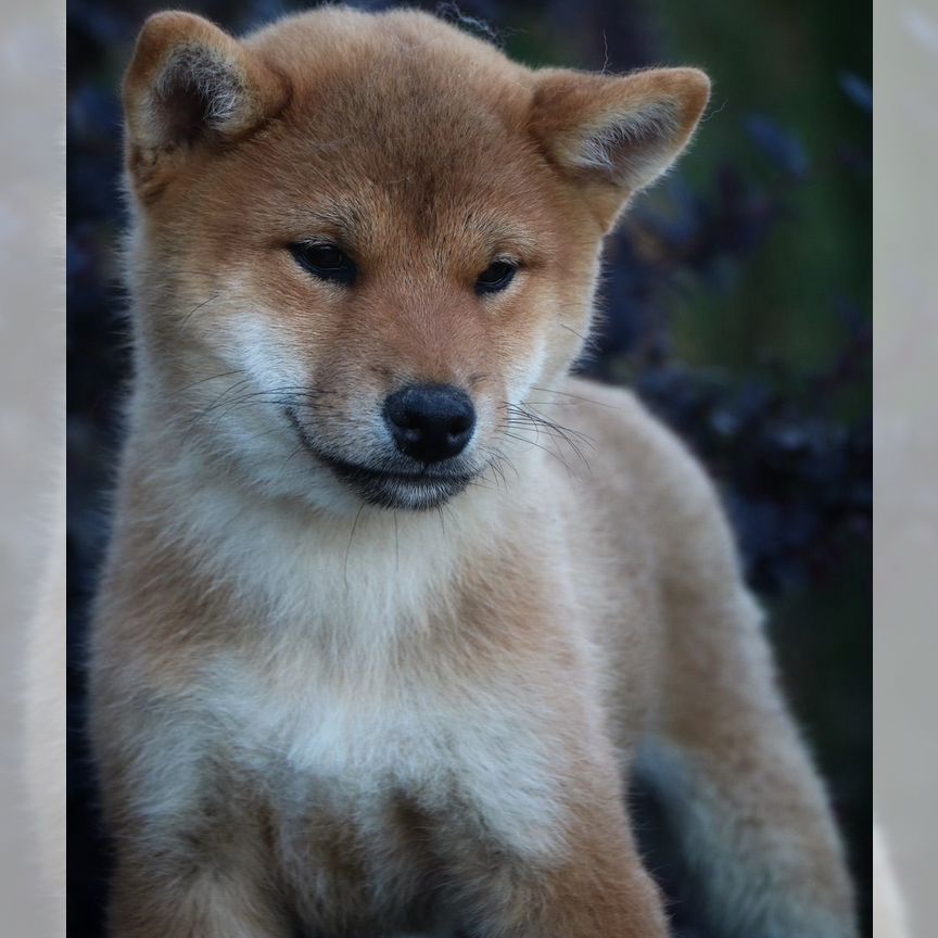 Мальчик Сиба ину