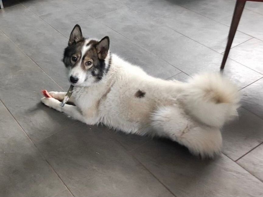 Белочке нужен дом