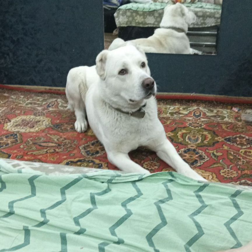 Случка собак алабай