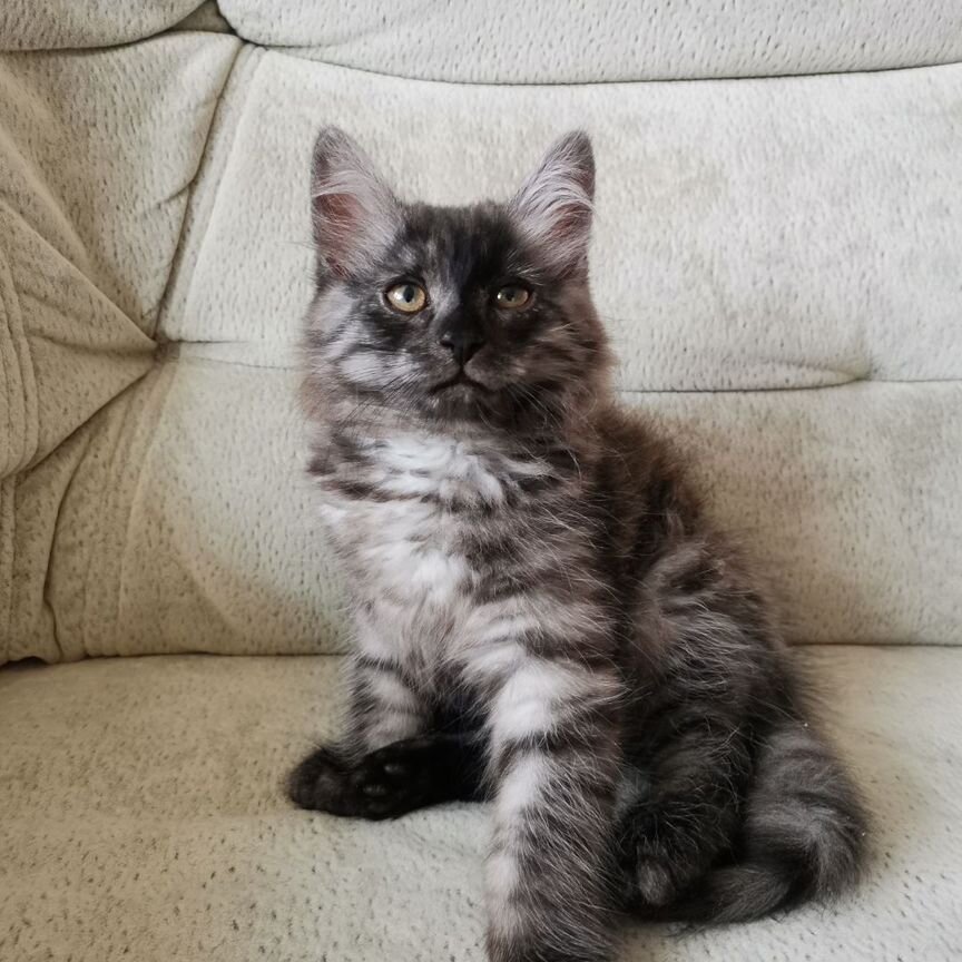 Котенок 3 месяца