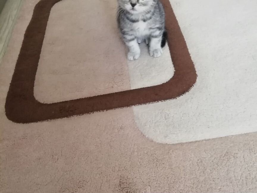 Котёнок