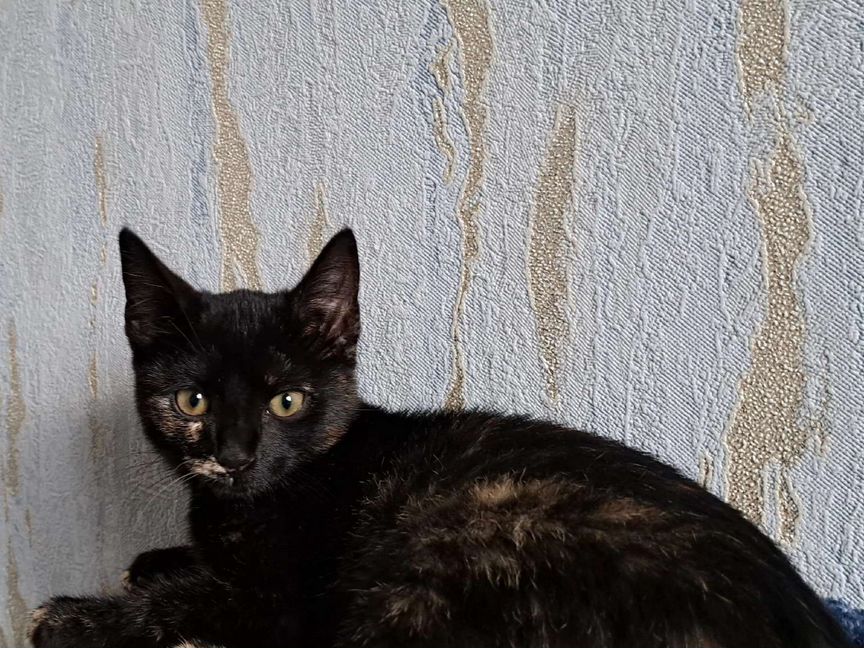 Милашка-черепашка, 3 мес