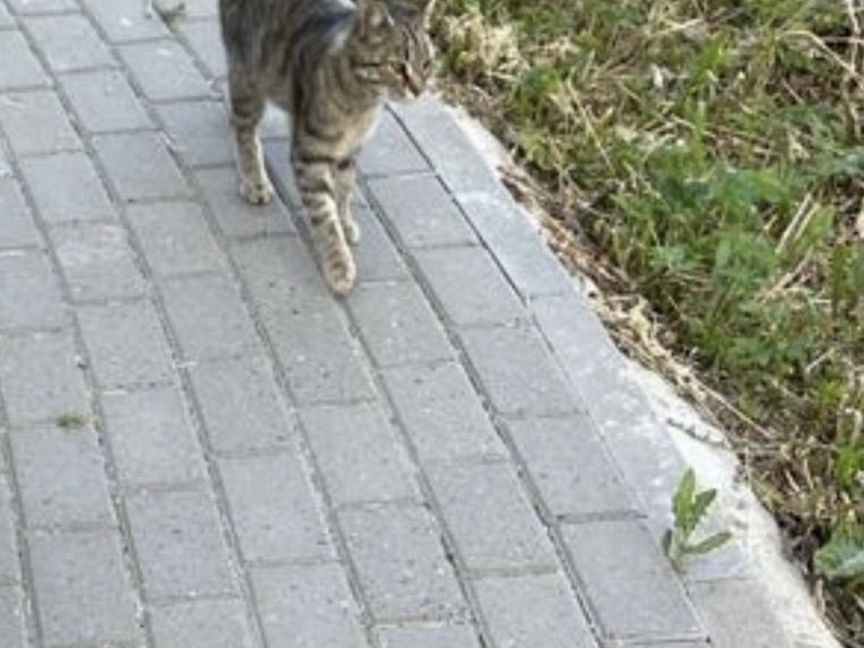 Котенок подросток