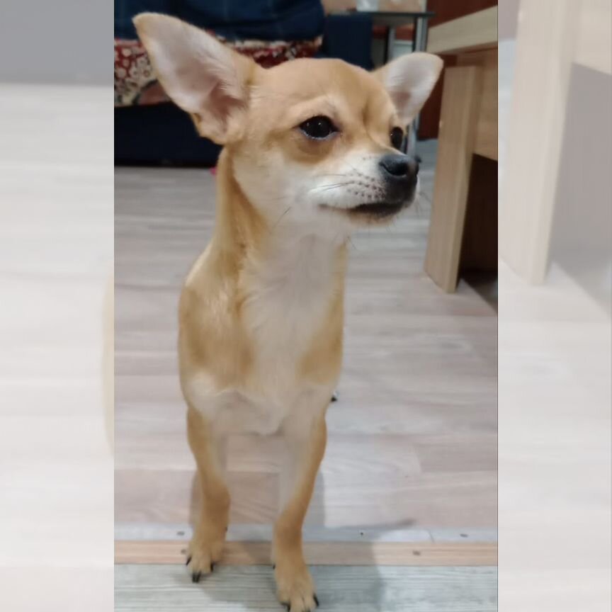 Продам чихуахуа