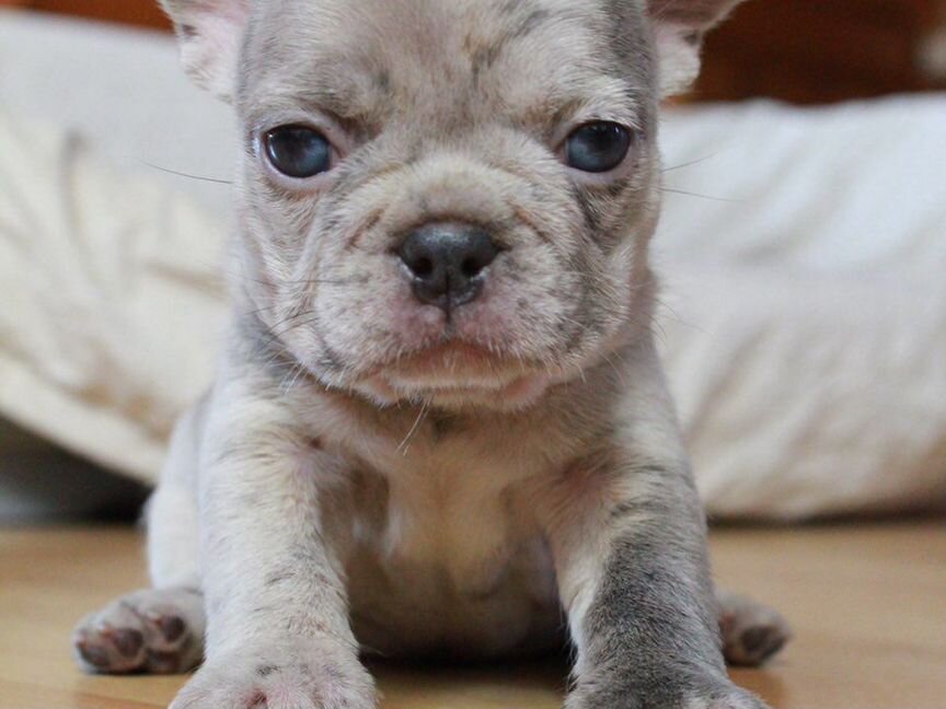 Французский бульдог