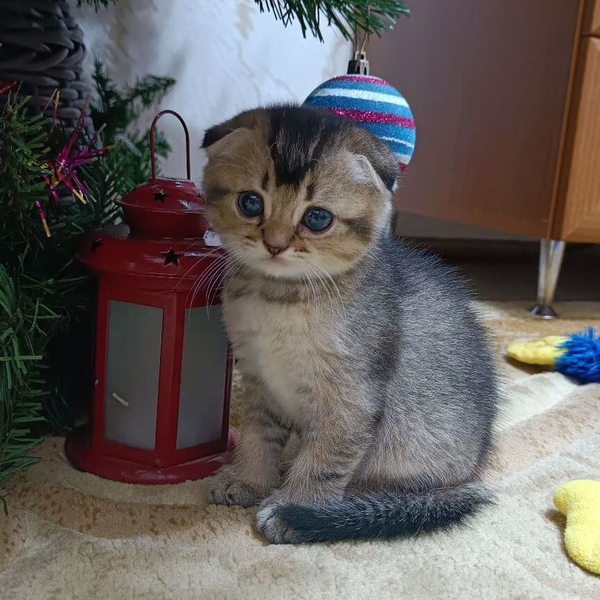 Золотая шиншилла