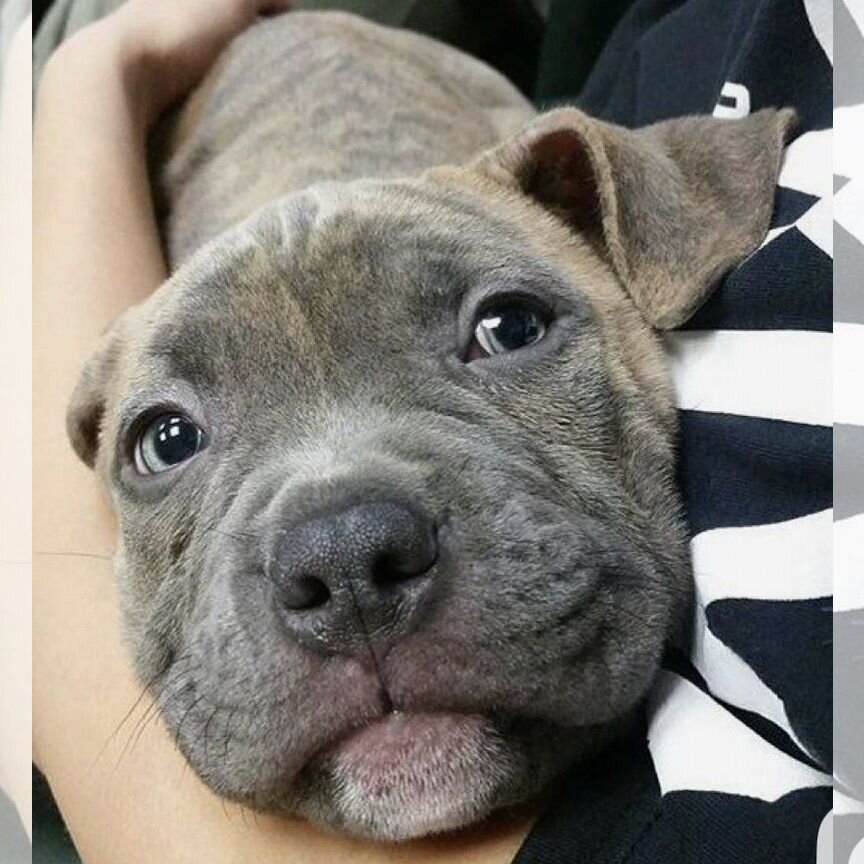 Прайтер, щенок