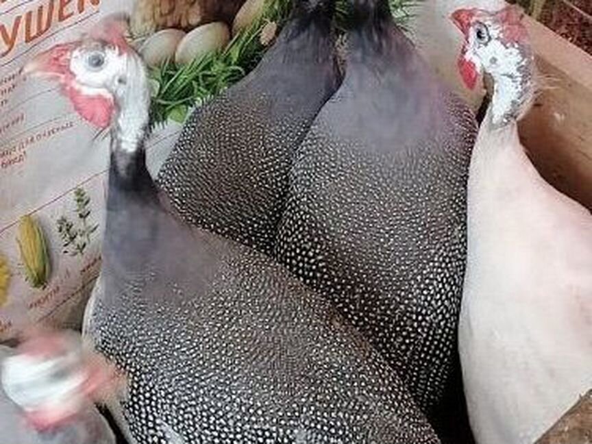 Цесарки на племя