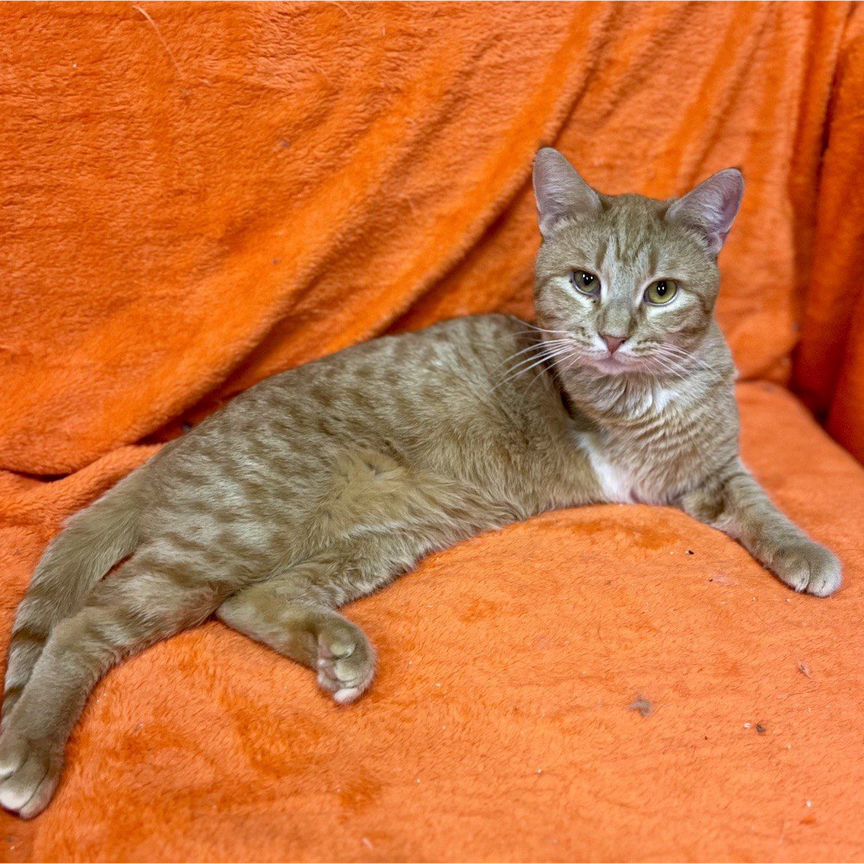 Взрослый кот в добрые руки