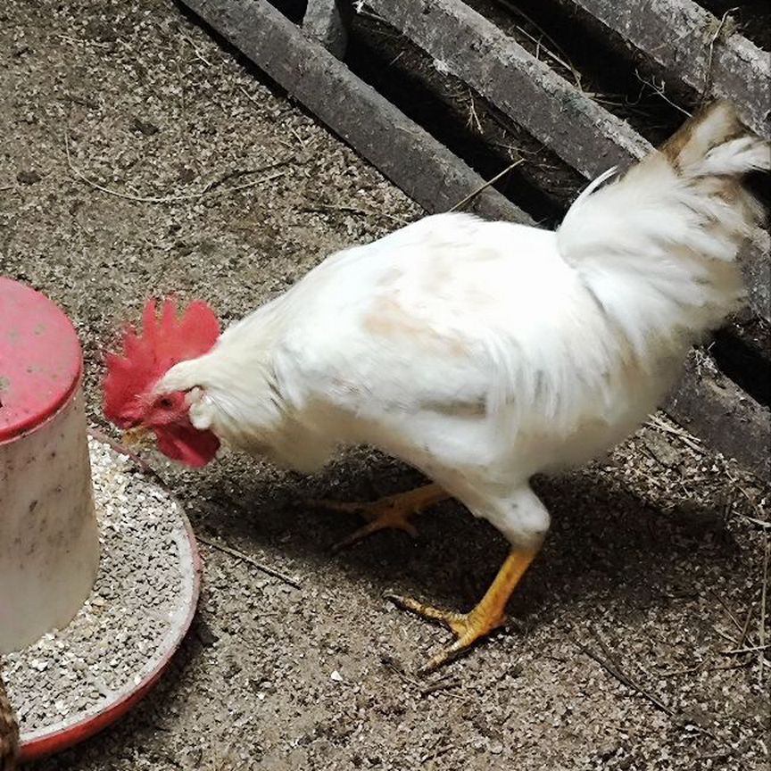 Молодые петухи