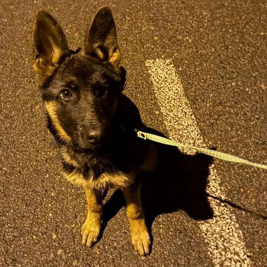 Немецкая овчарка, щенок