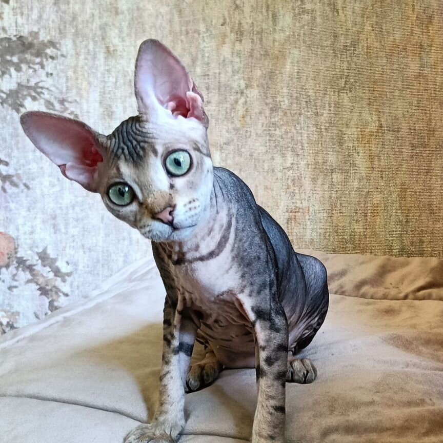 Донской сфинкс