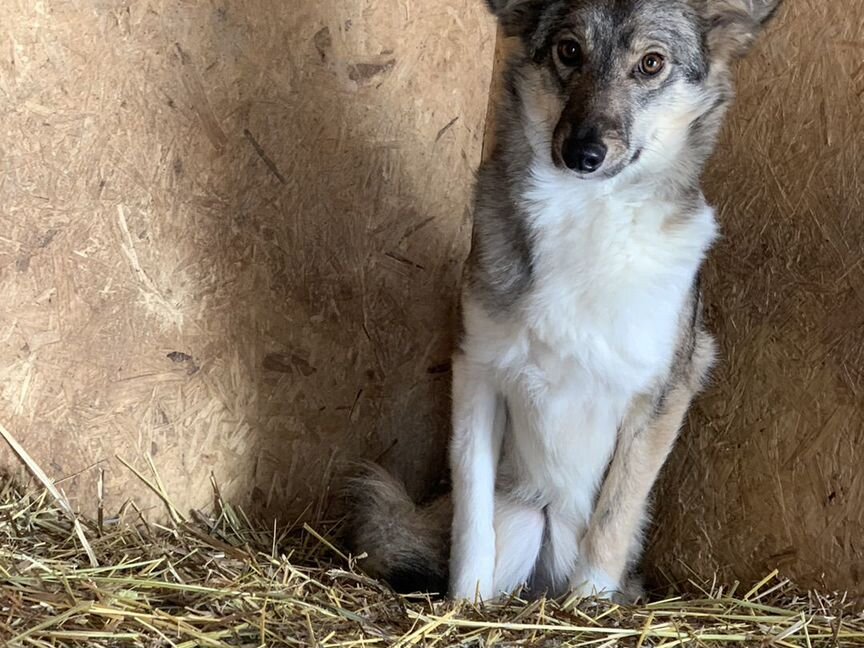 Собака плачет в приюте. Заберите пожалуйста