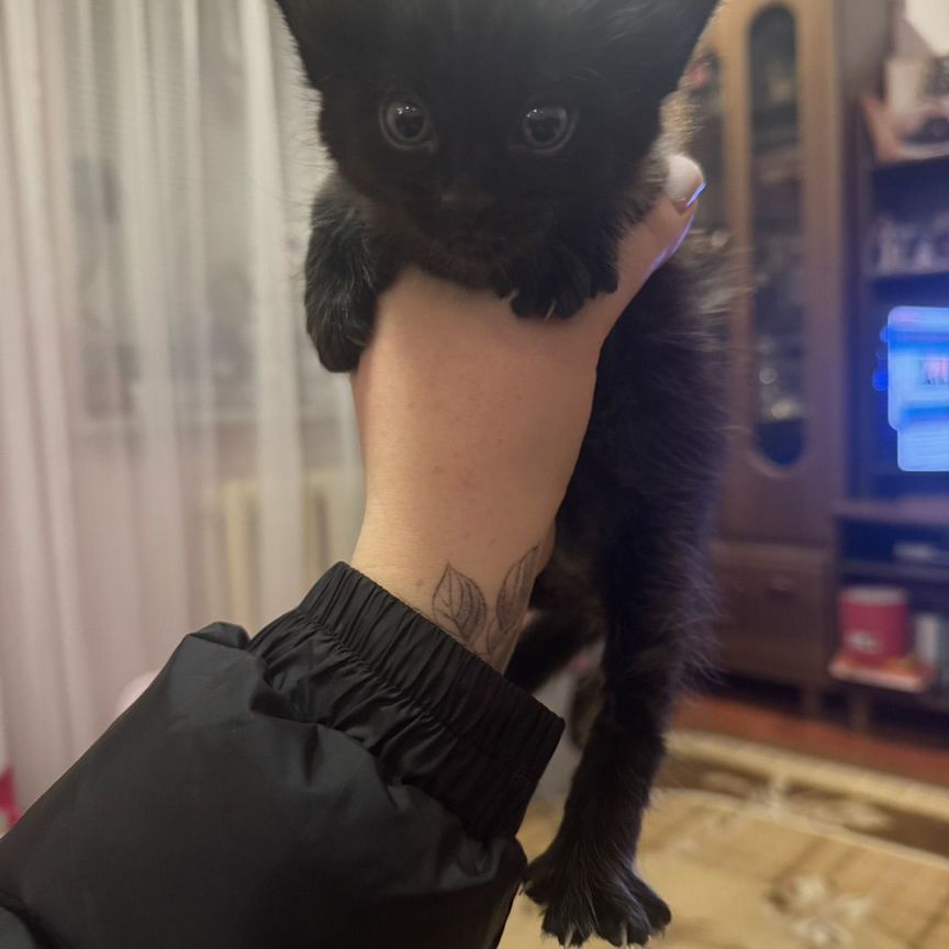 Котёнок в добрые руки