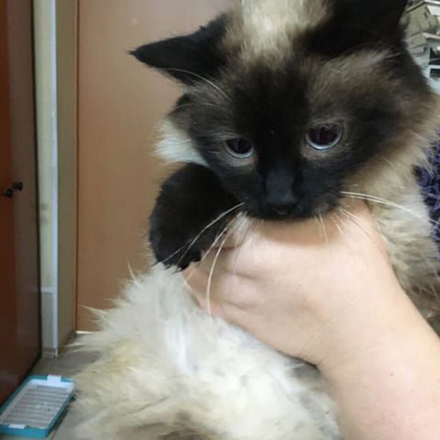 Кошка в дар