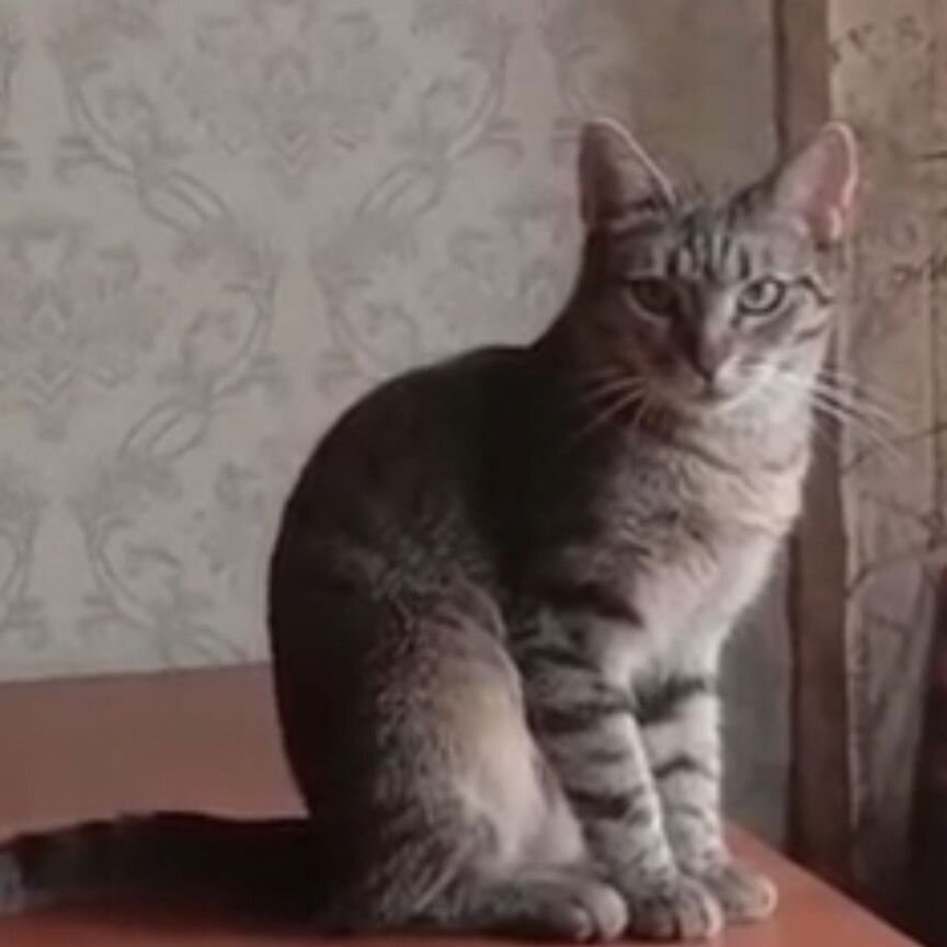 Домашние животные кошки