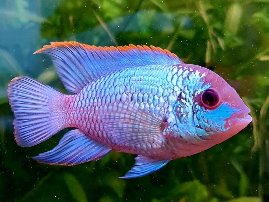 Аквариумные рыбки