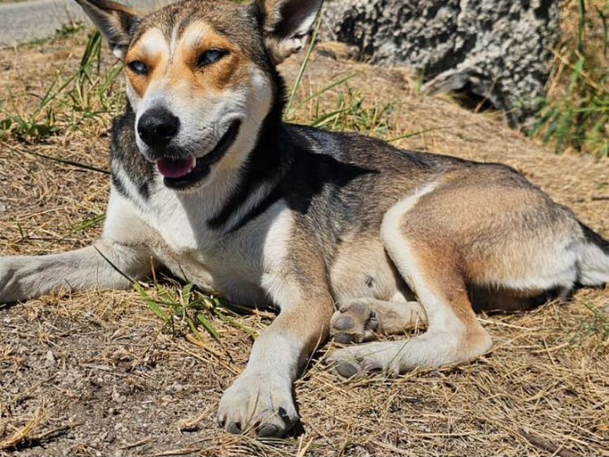 Метис хаски Роза в добрые руки