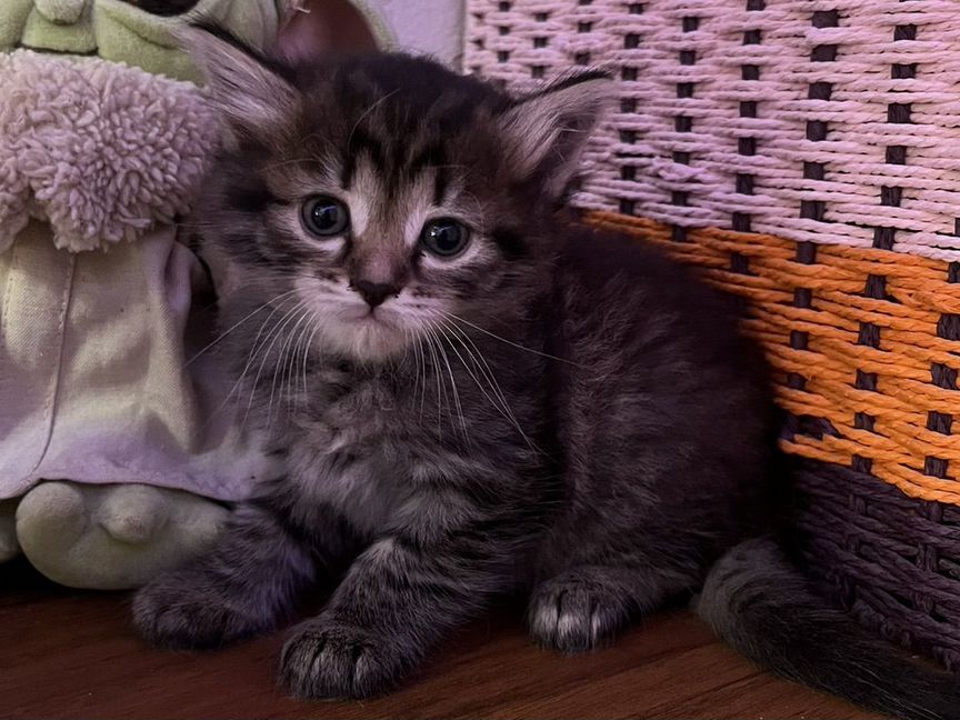 Сибирские котята