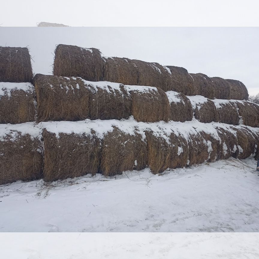 Продам сено в рулонах