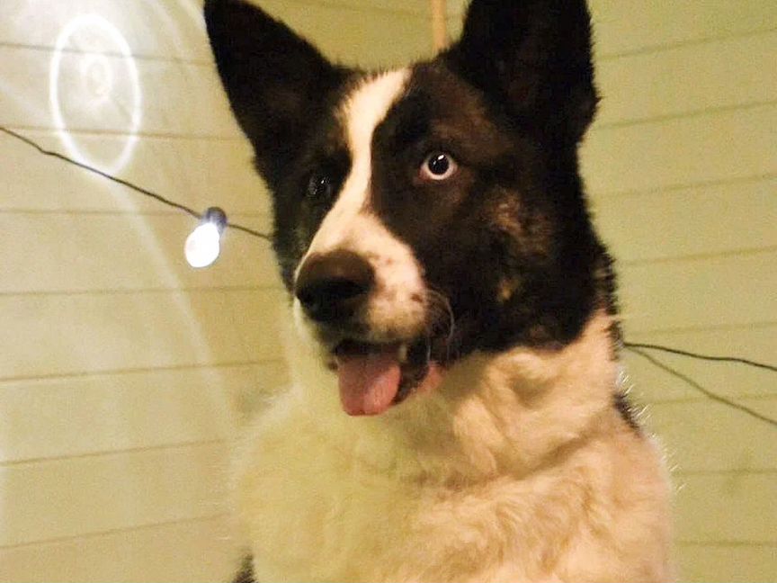 Собака в добрые руки