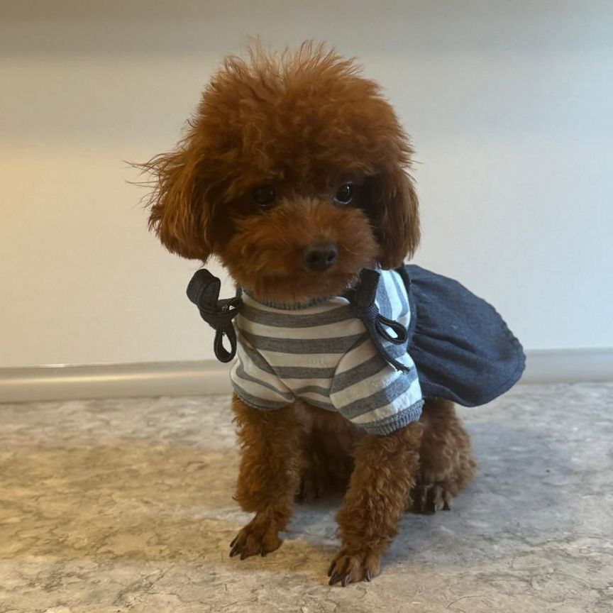 Тикап тедди пудель из Китая девочка