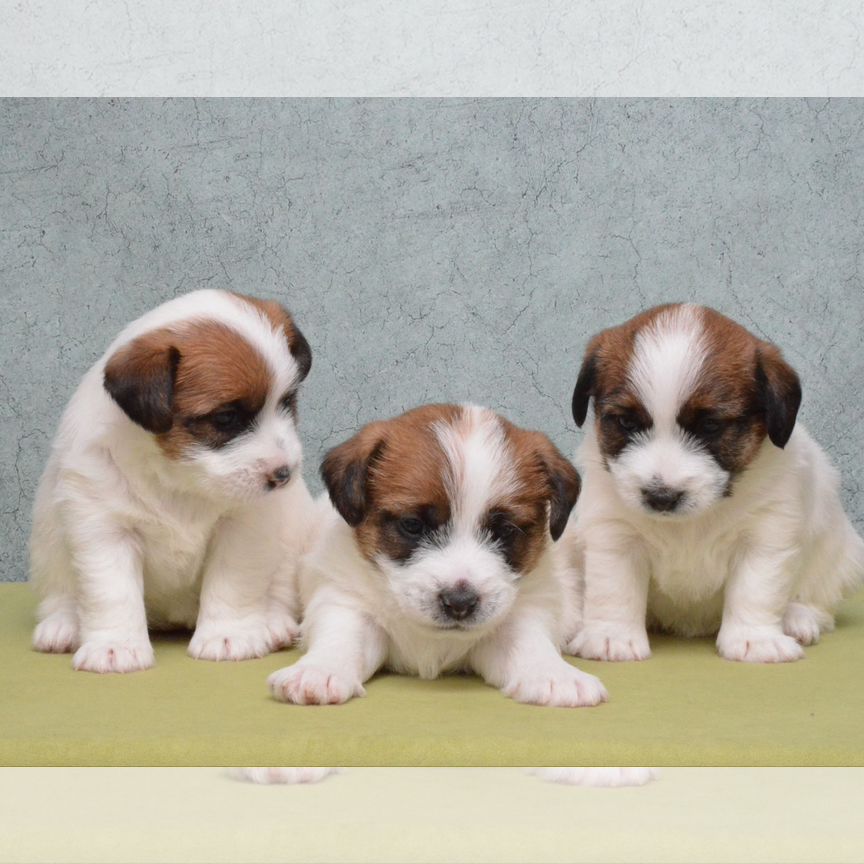 Джек-рассел-терьер, щенок