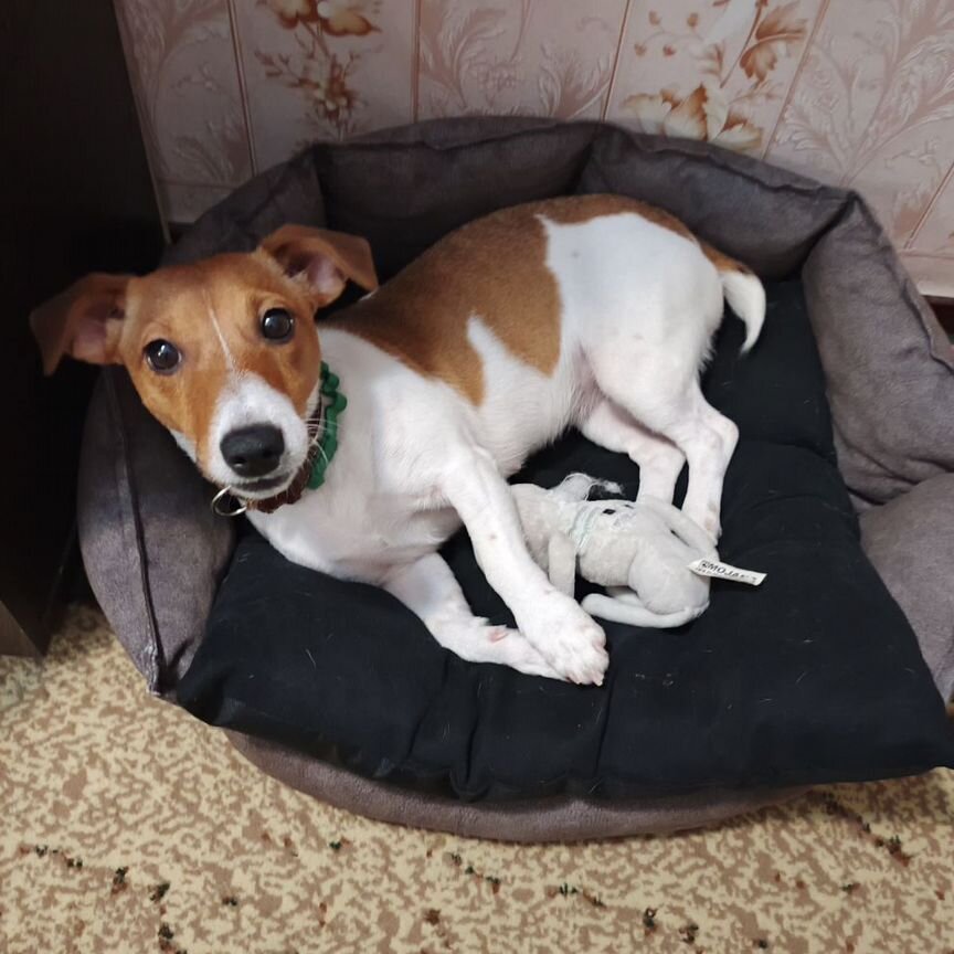 Джек-рассел-терьер, взрослая собака