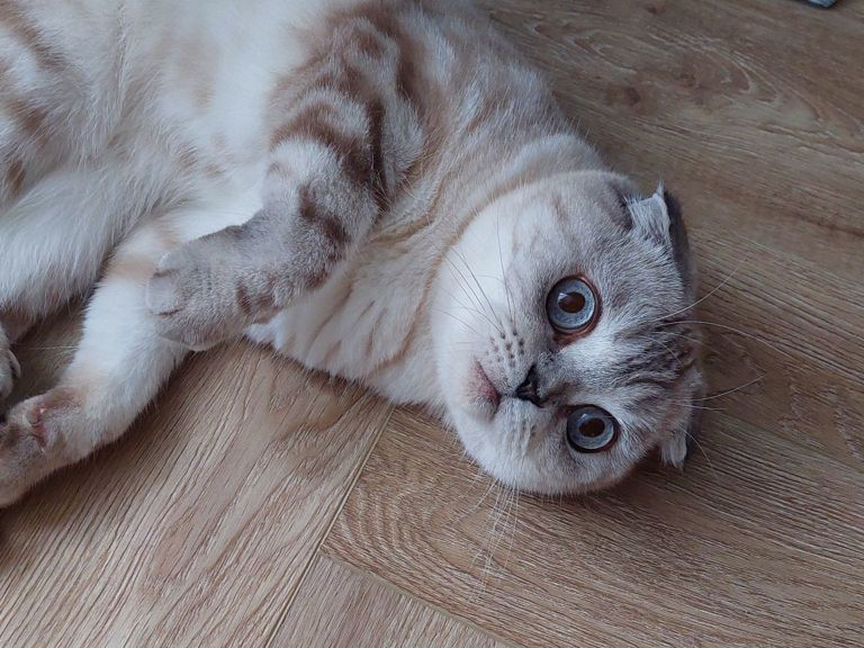 Кошка на вязку