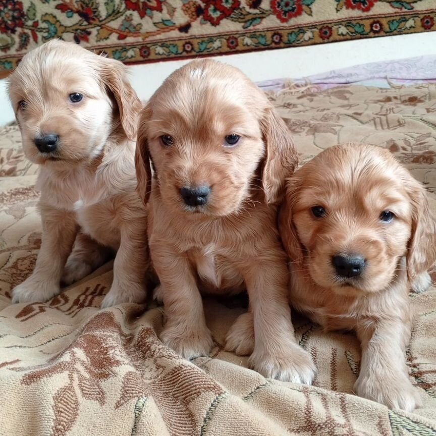 Продам щенков спаниель