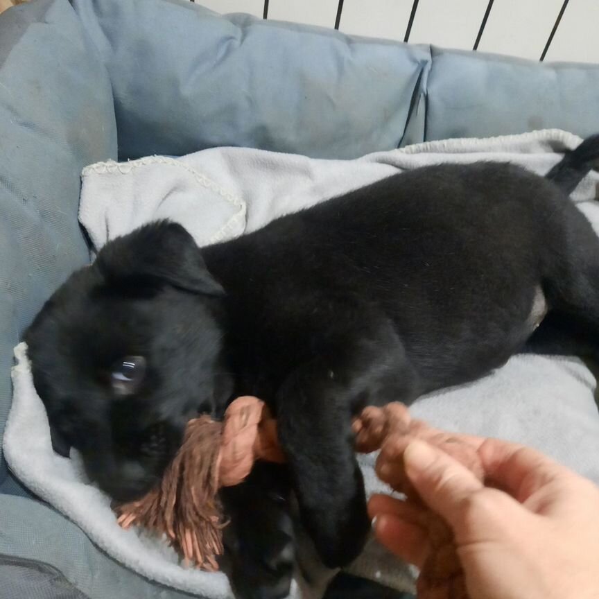 Щенок в добрые руки бесплатно