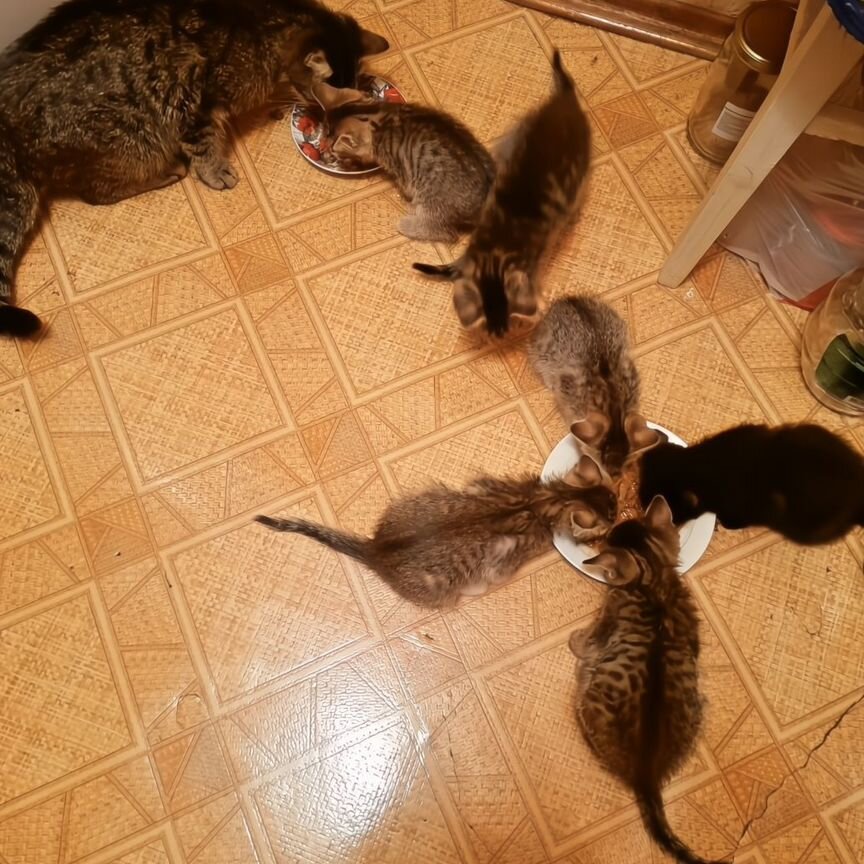 Котёнок в добрые руки