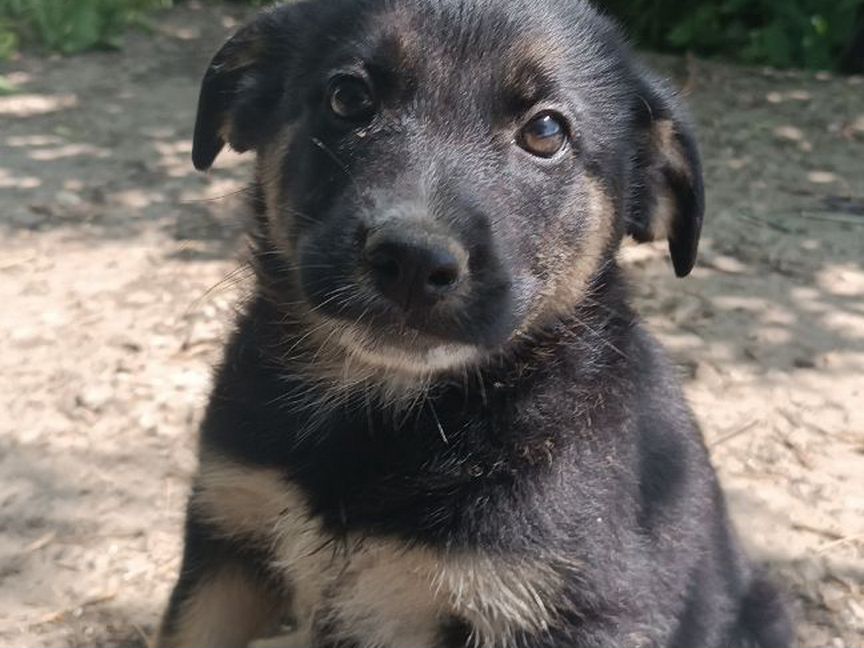 Собака дворняжка,девочка