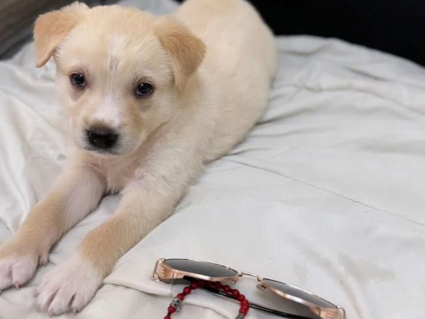 Метис лабрадора щенок бесплатно в добрые руки